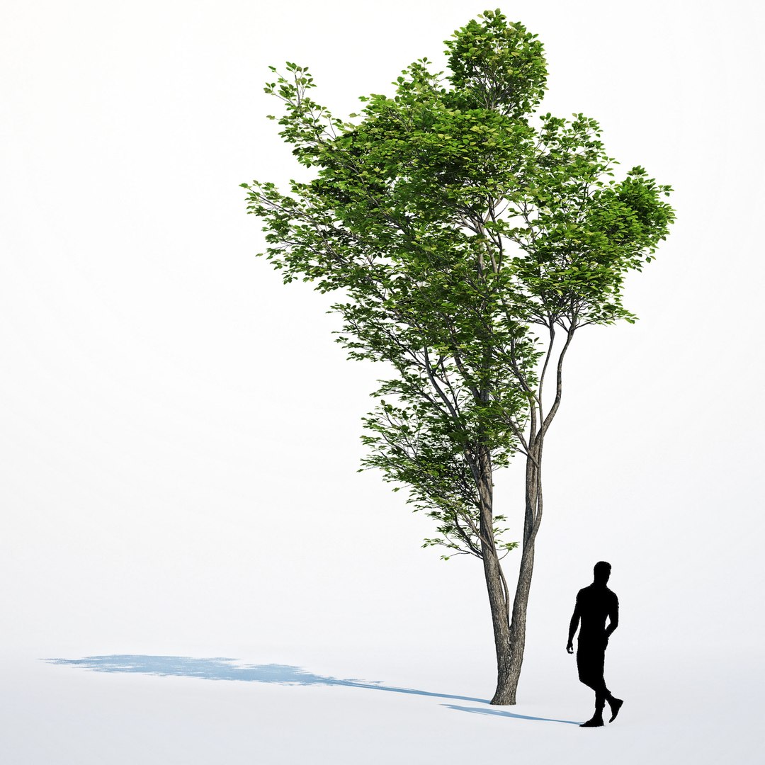 Hornbeam Tree 3d Max