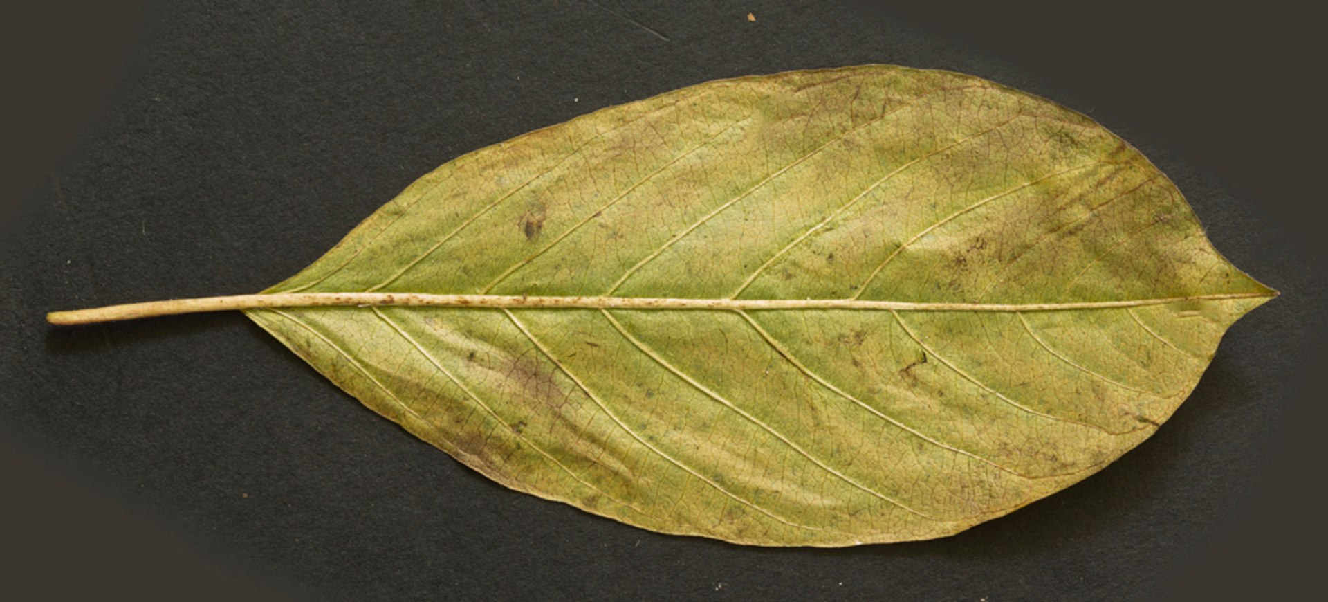 Leaf 3D Model - TurboSquid 2006205