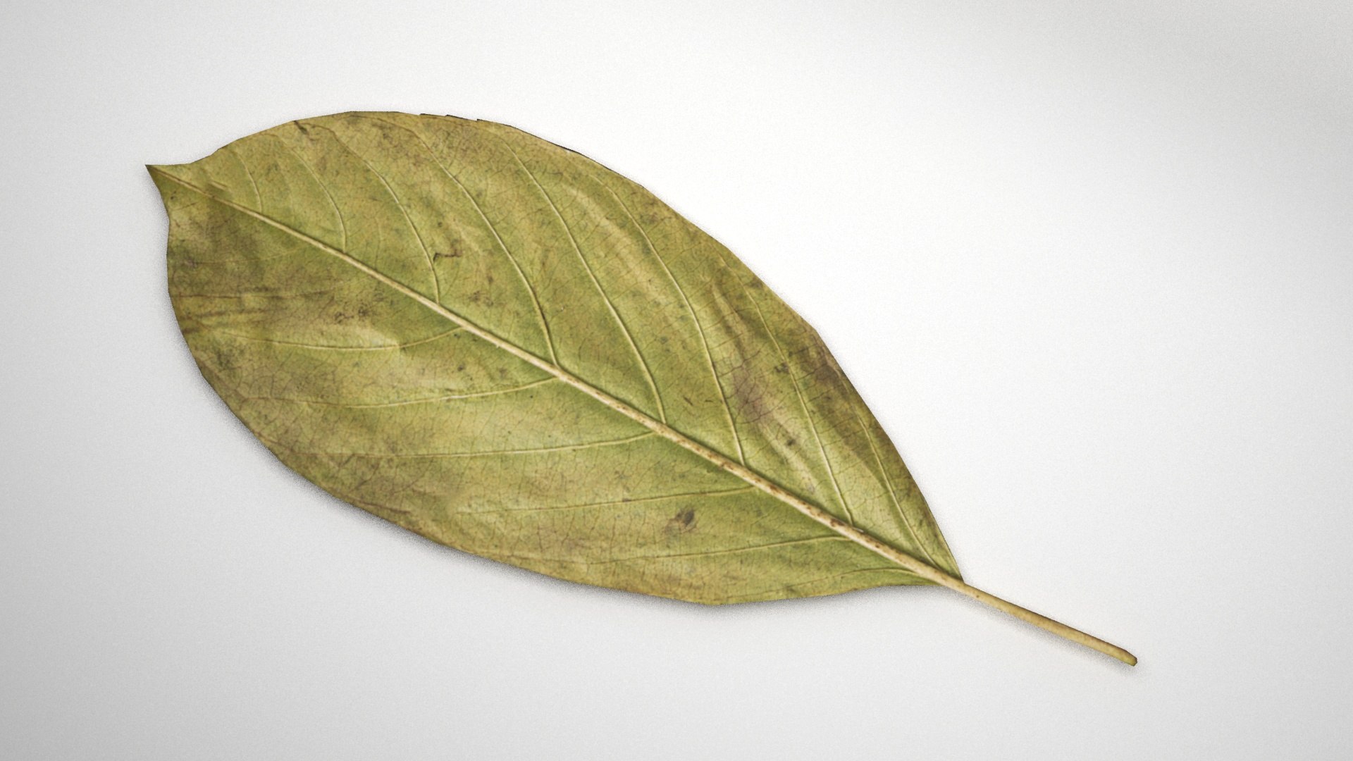 Leaf 3D Model - TurboSquid 2006205