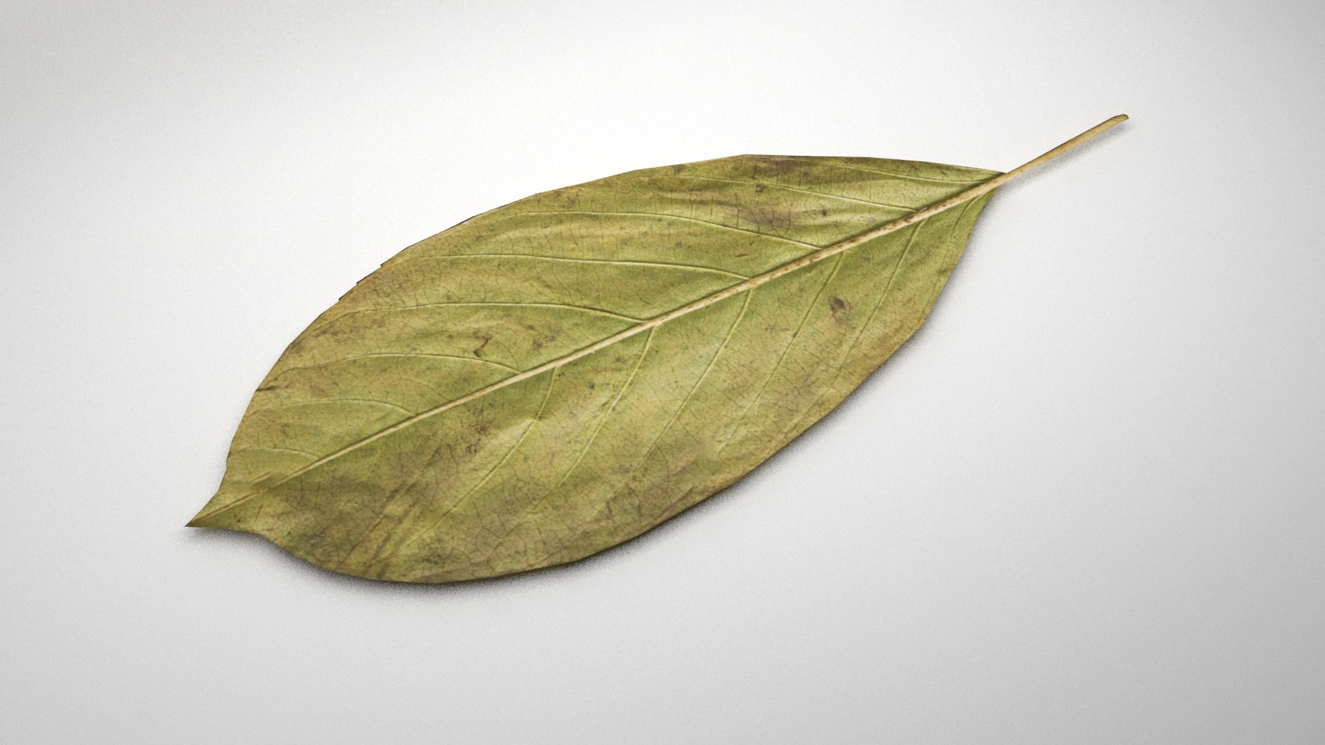 Leaf 3D Model - TurboSquid 2006205