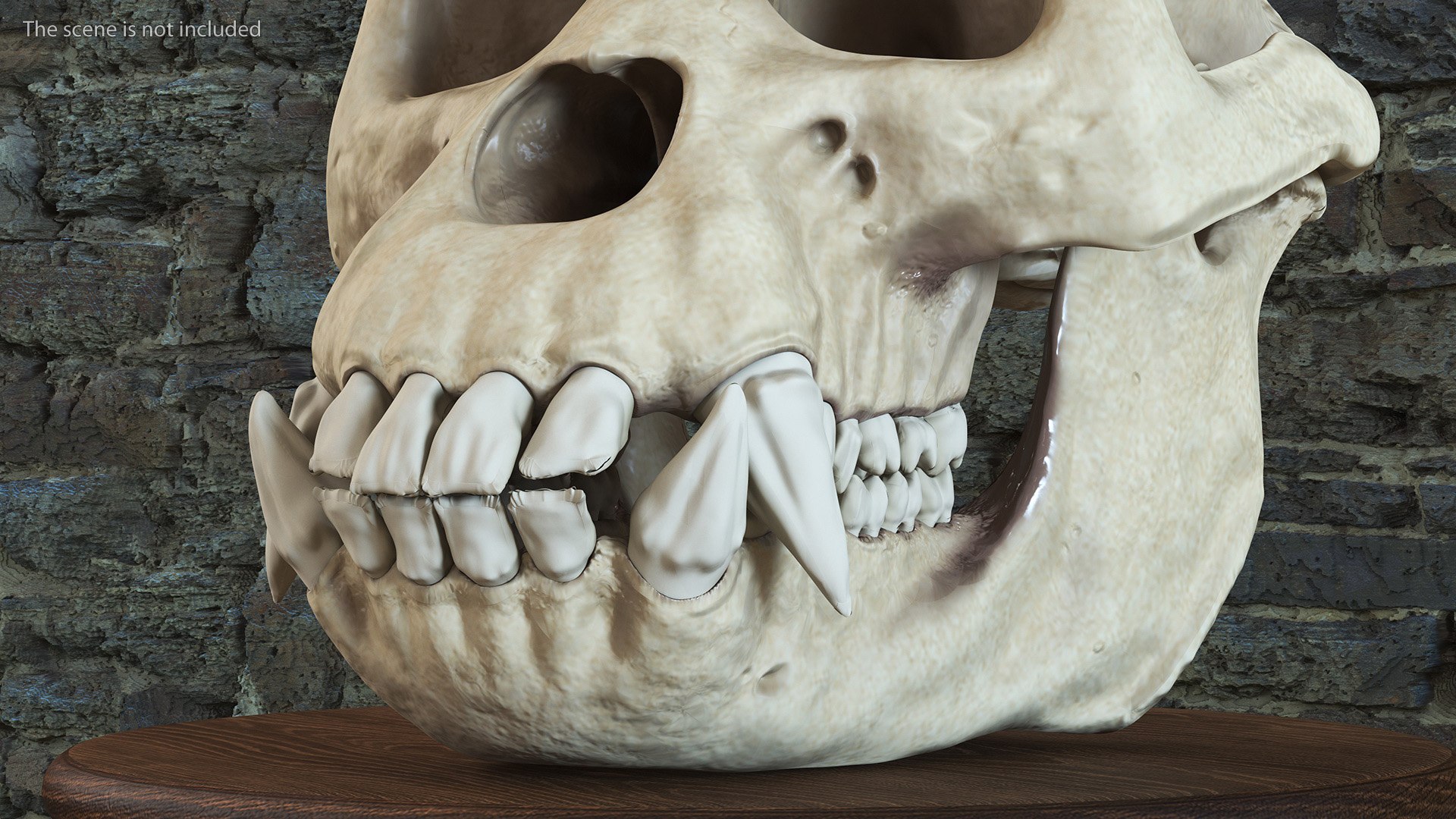3D Gorilla Skull Model - TurboSquid 2061282
