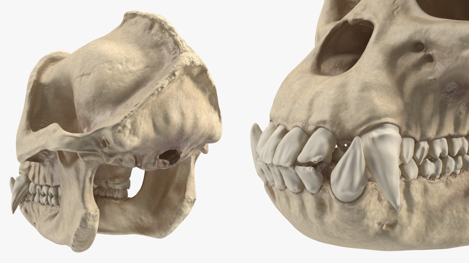 3D Gorilla Skull model - TurboSquid 2061282