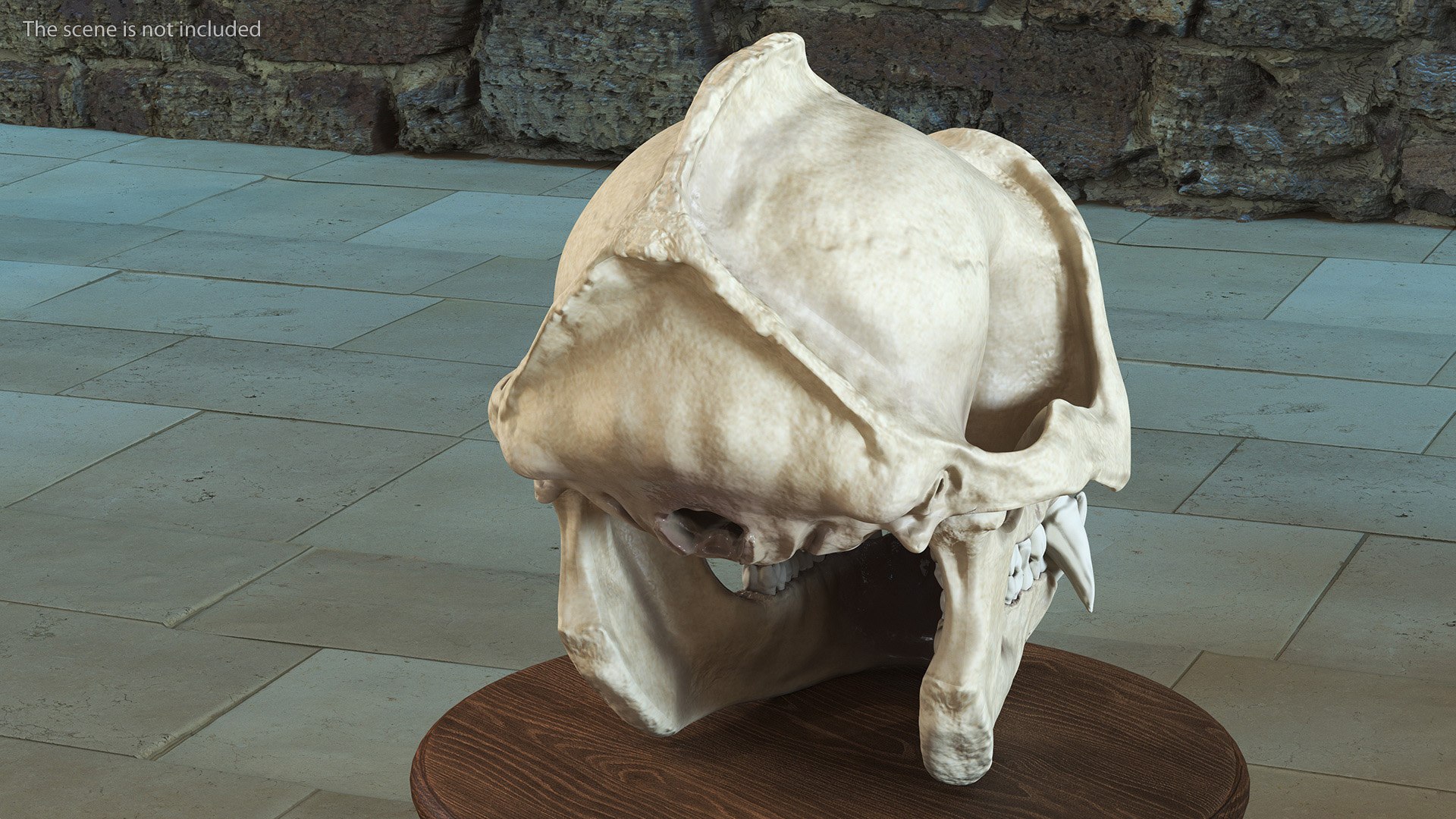 3D Gorilla Skull Model - TurboSquid 2061282