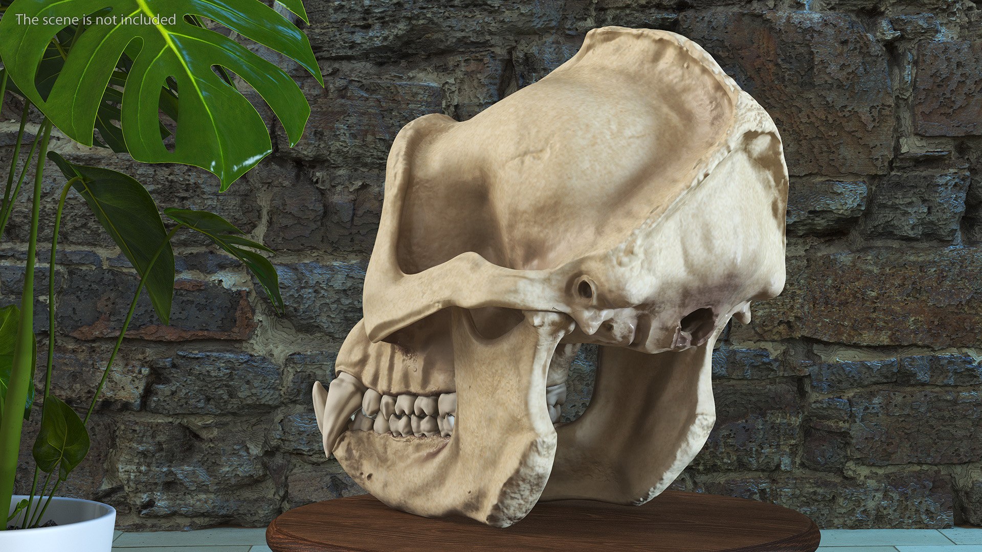 3D Gorilla Skull Model - TurboSquid 2061282