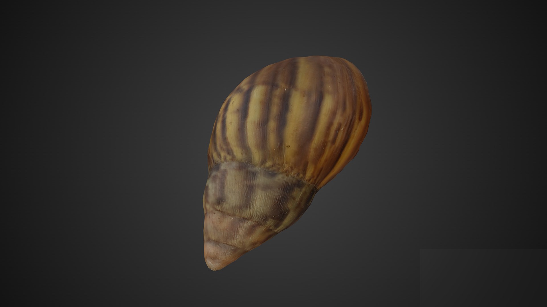 3D Shell - TurboSquid 2025400