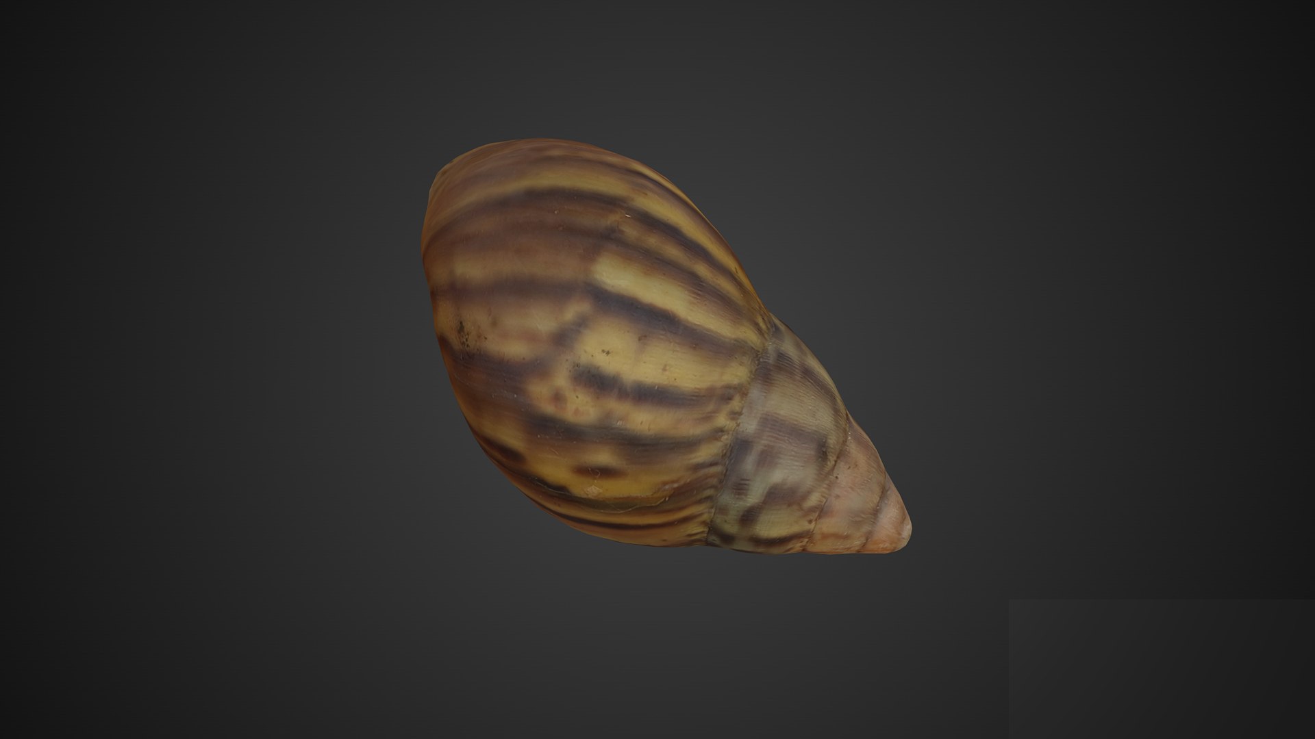 3D Shell - TurboSquid 2025400