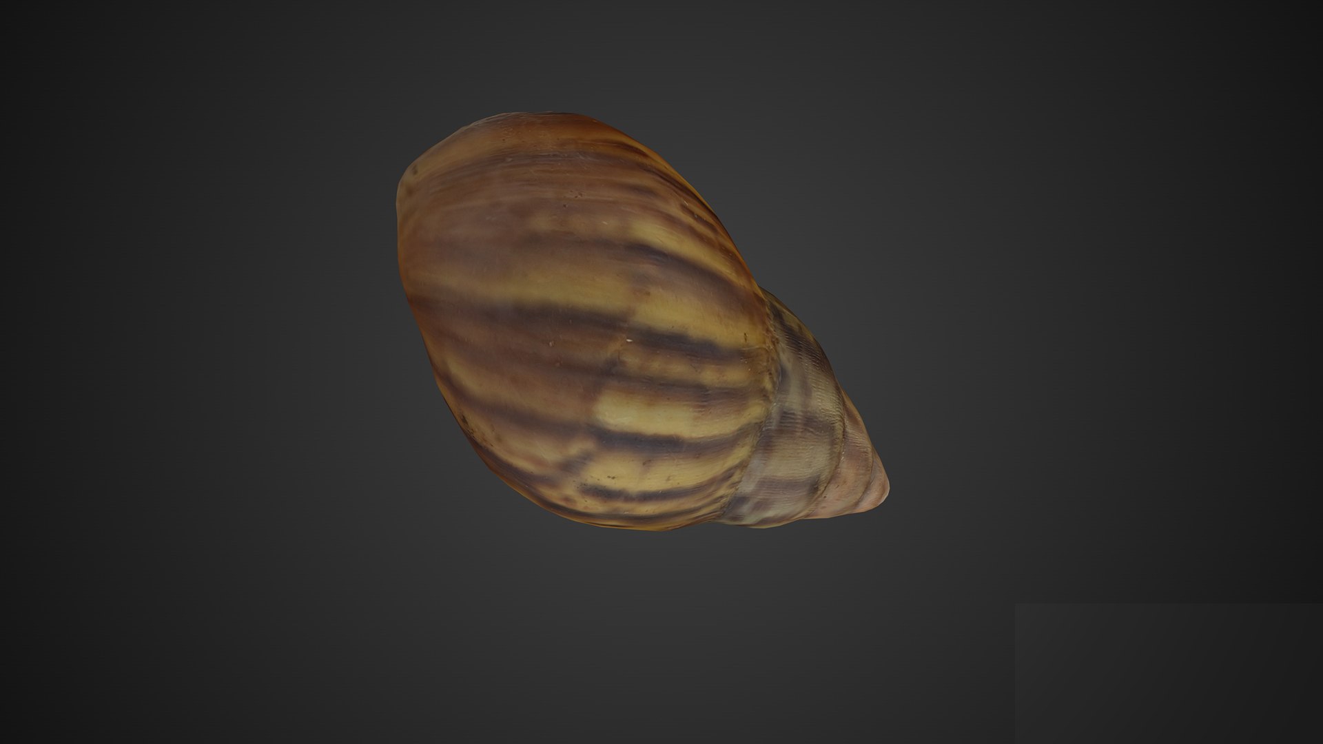 3D Shell - TurboSquid 2025400