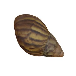 Cowry Shell 3D Models for Download | TurboSquid