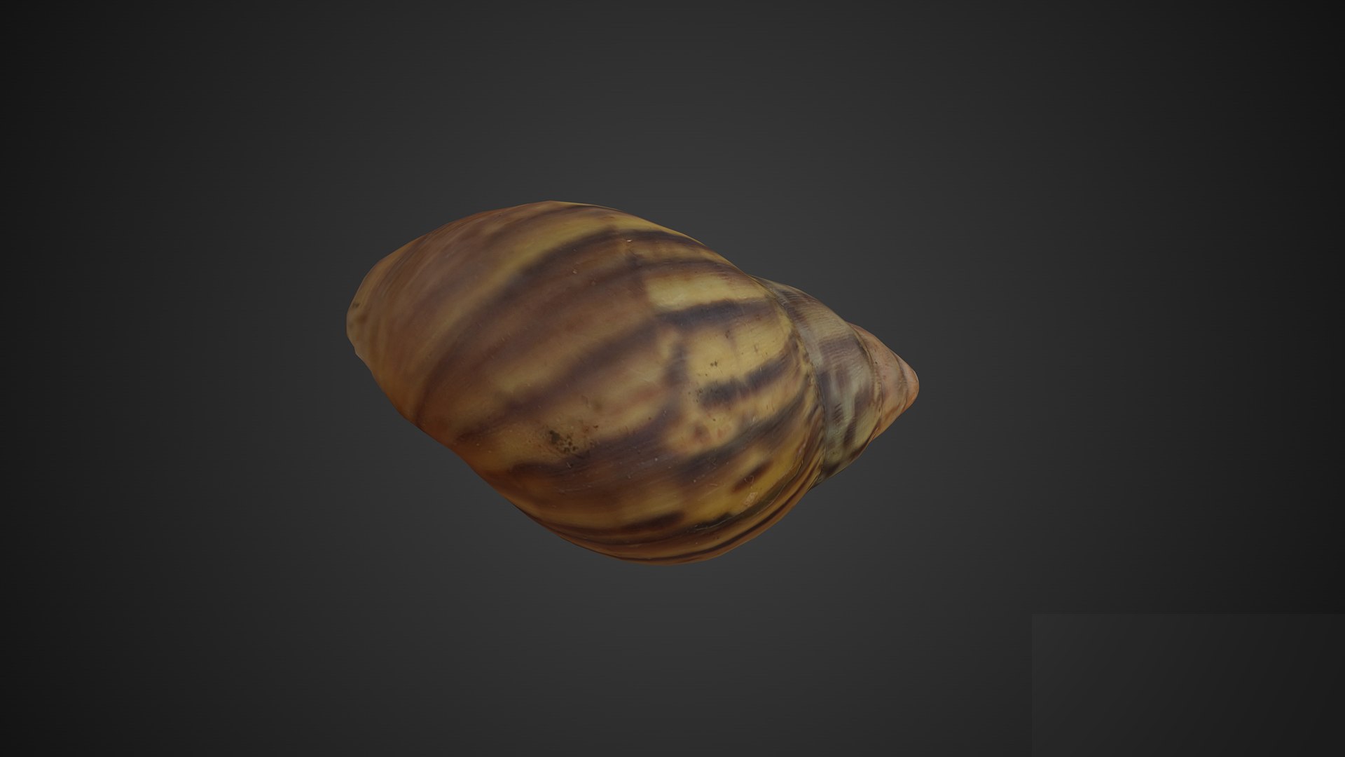 3D Shell - TurboSquid 2025400