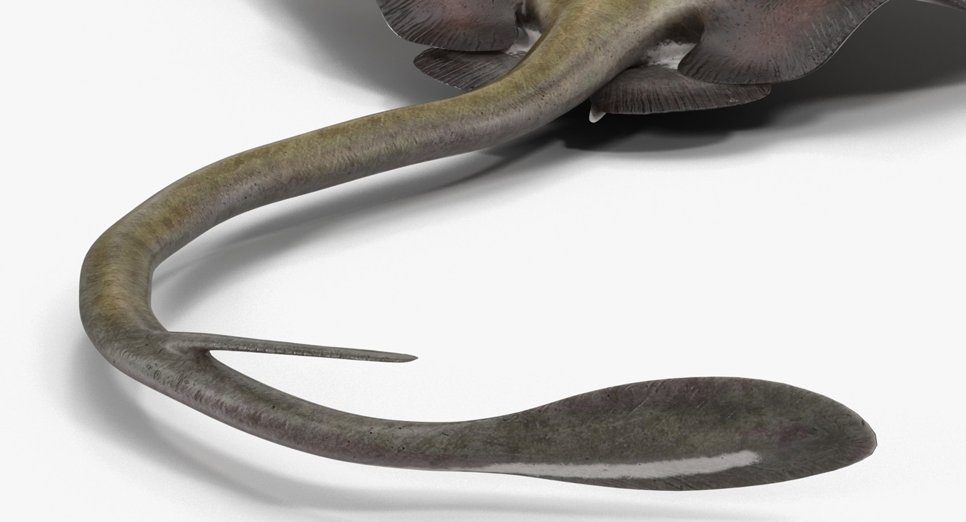 Stingray Pose 3 3d 3ds