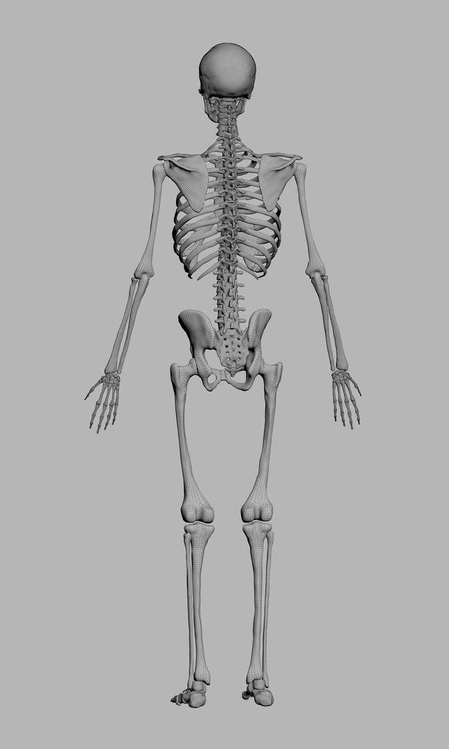 3d Model Male Skeleton