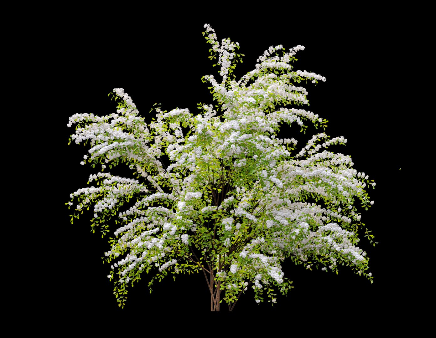 Spirea Bush Set 3D Model - TurboSquid 1943333