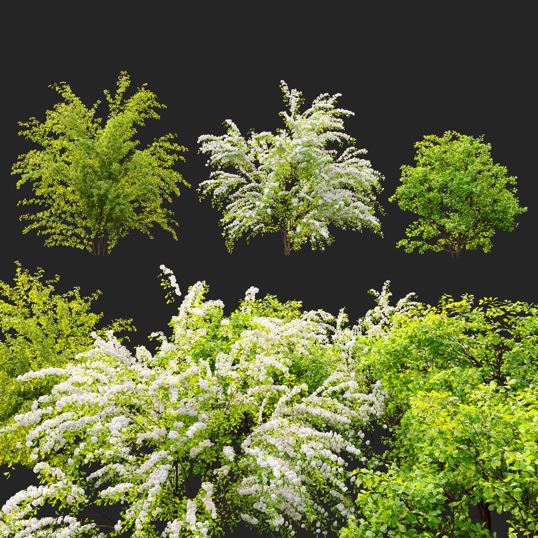 Spirea Bush Set 3D Model - TurboSquid 1943333