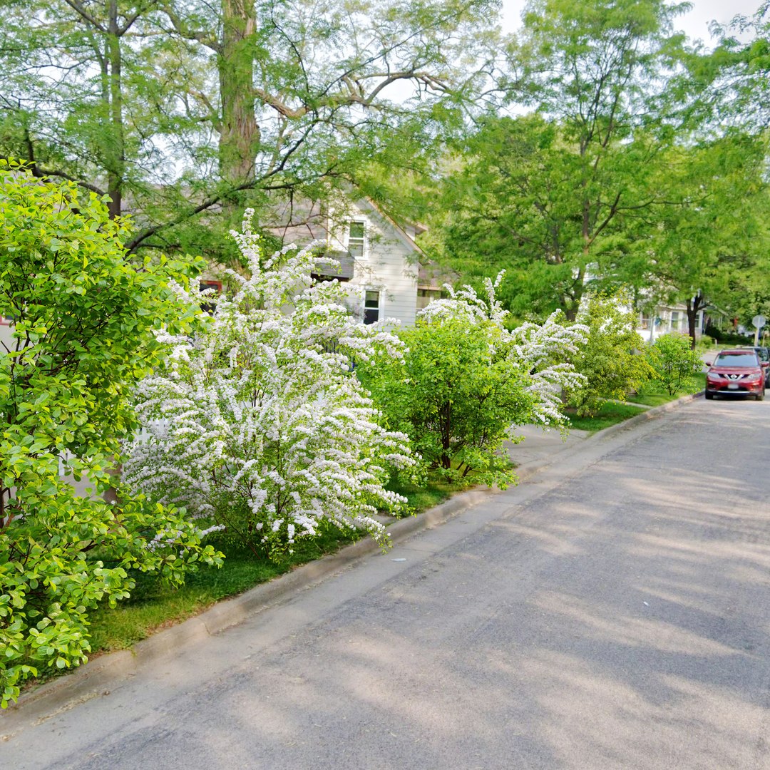 Spirea Bush Set 3D Model - TurboSquid 1943333