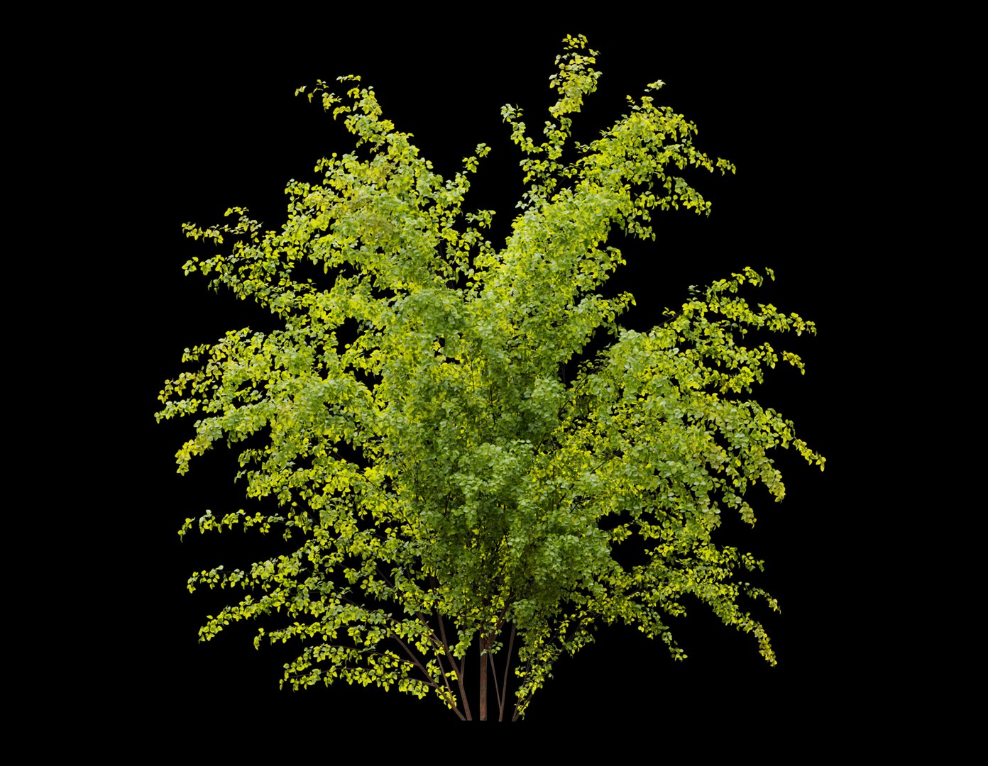 Spirea Bush Set 3D Model - TurboSquid 1943333
