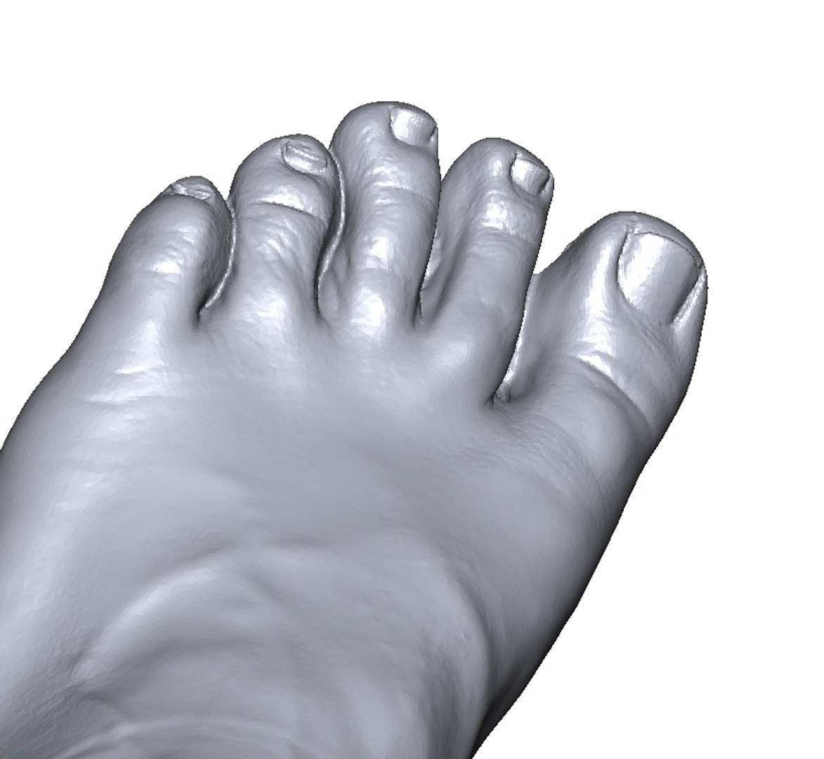 Scan Foot 3D - TurboSquid 1348827