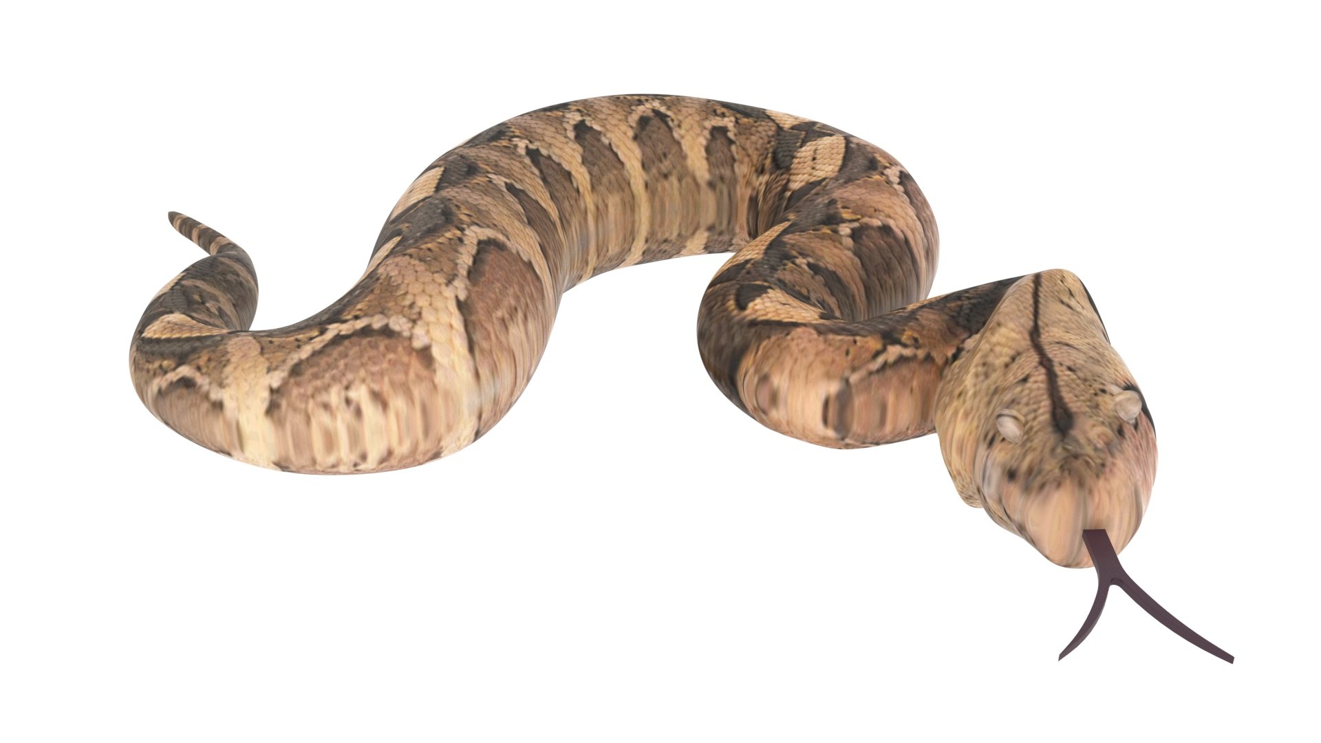 Viper Snake 3D Model - TurboSquid 2245598
