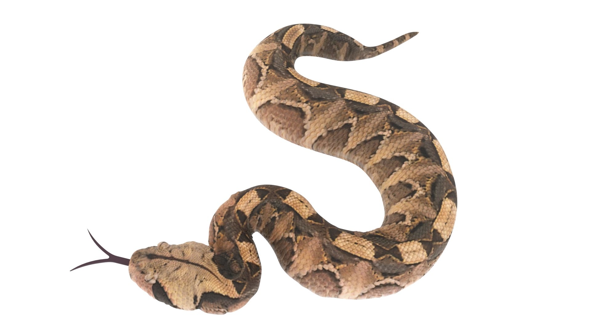 Viper Snake 3D Model - TurboSquid 2245598