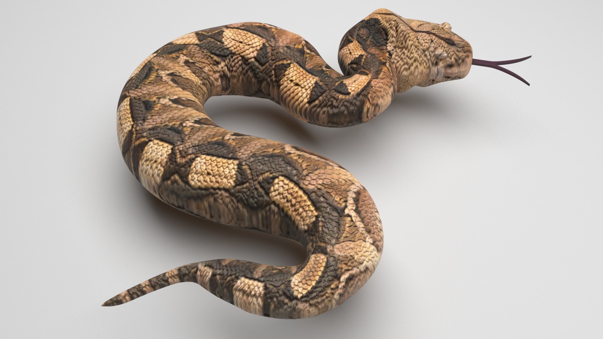 Viper Snake 3D Model - TurboSquid 2245598