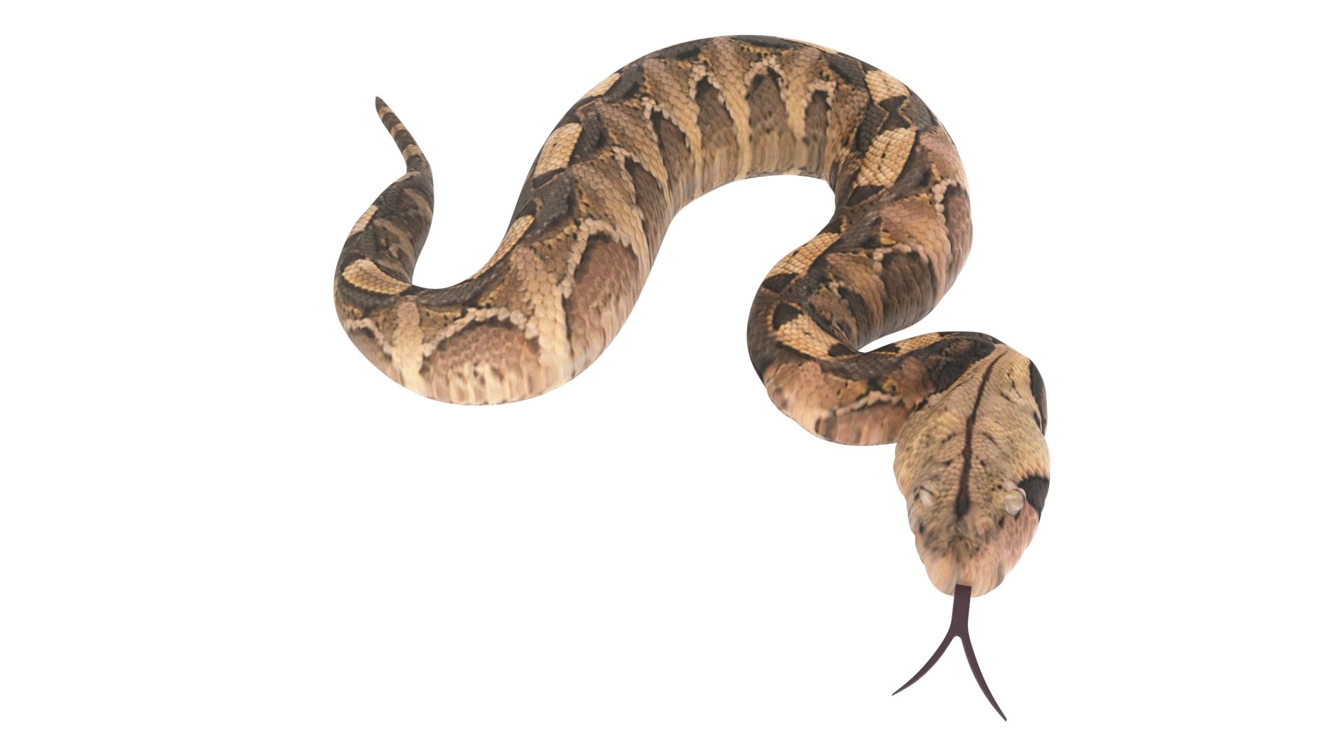 Viper Snake 3D Model - TurboSquid 2245598