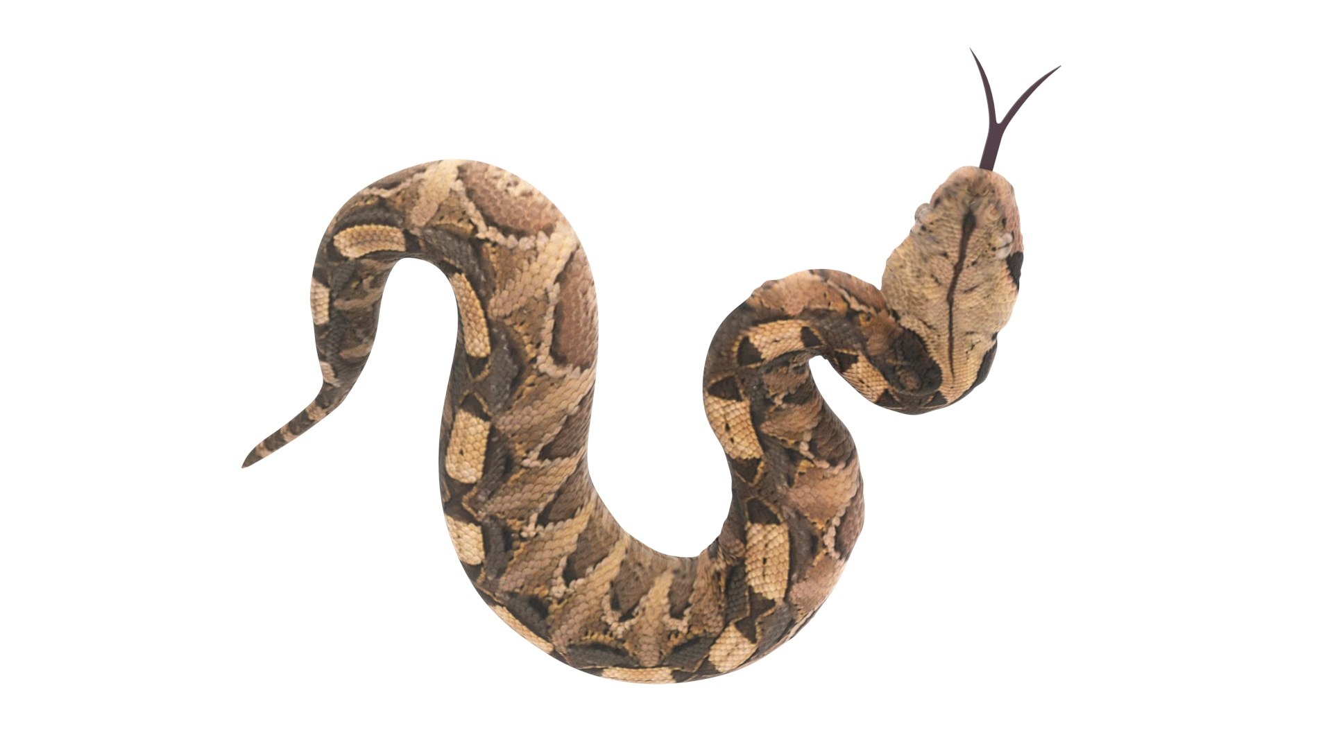 Viper Snake 3D Model - TurboSquid 2245598