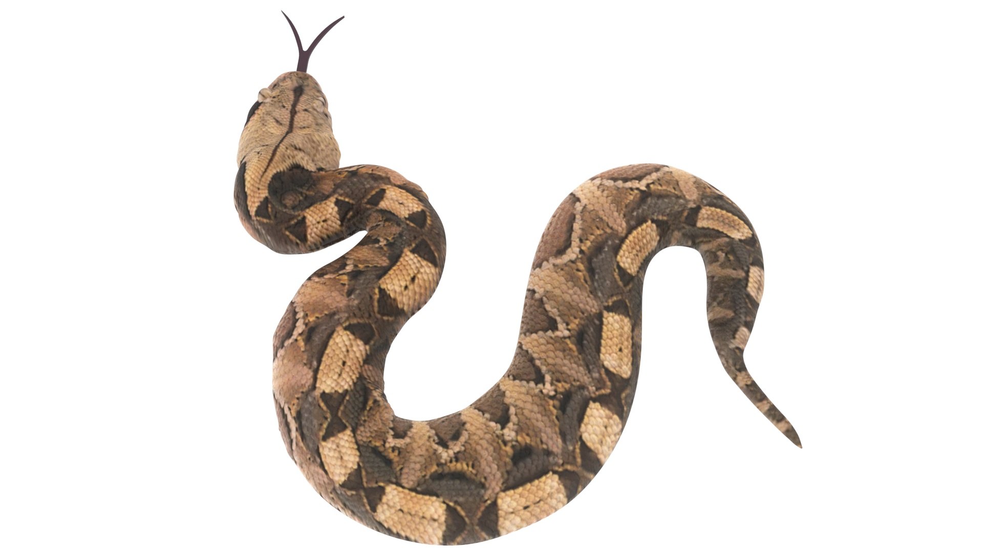 Viper Snake 3D Model - TurboSquid 2245598