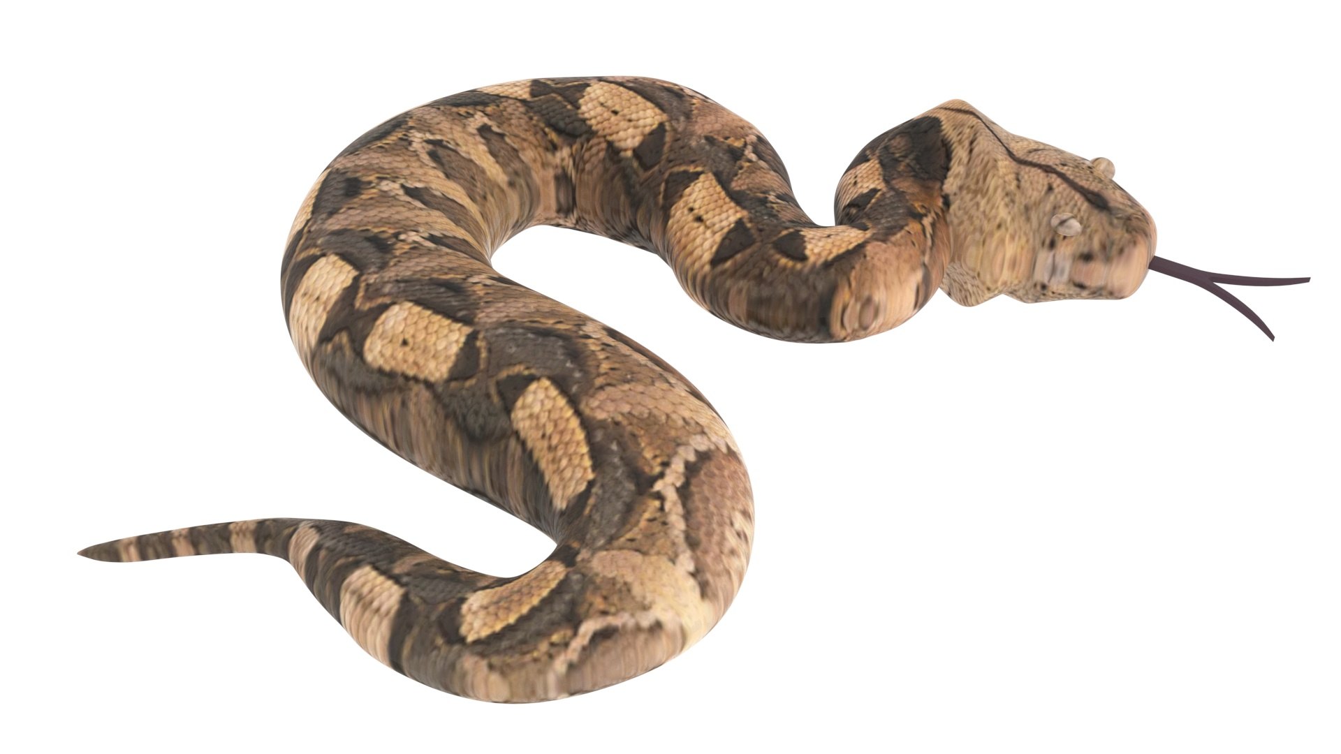 Viper Snake 3D Model - TurboSquid 2245598