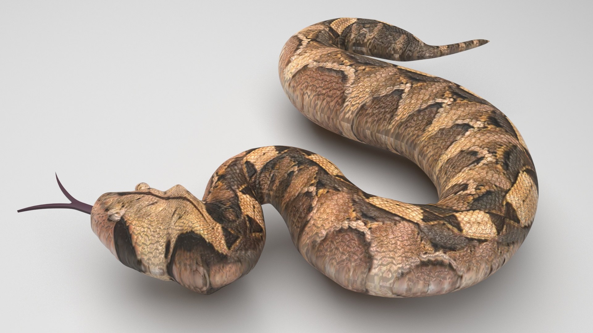 Viper Snake 3D Model - TurboSquid 2245598