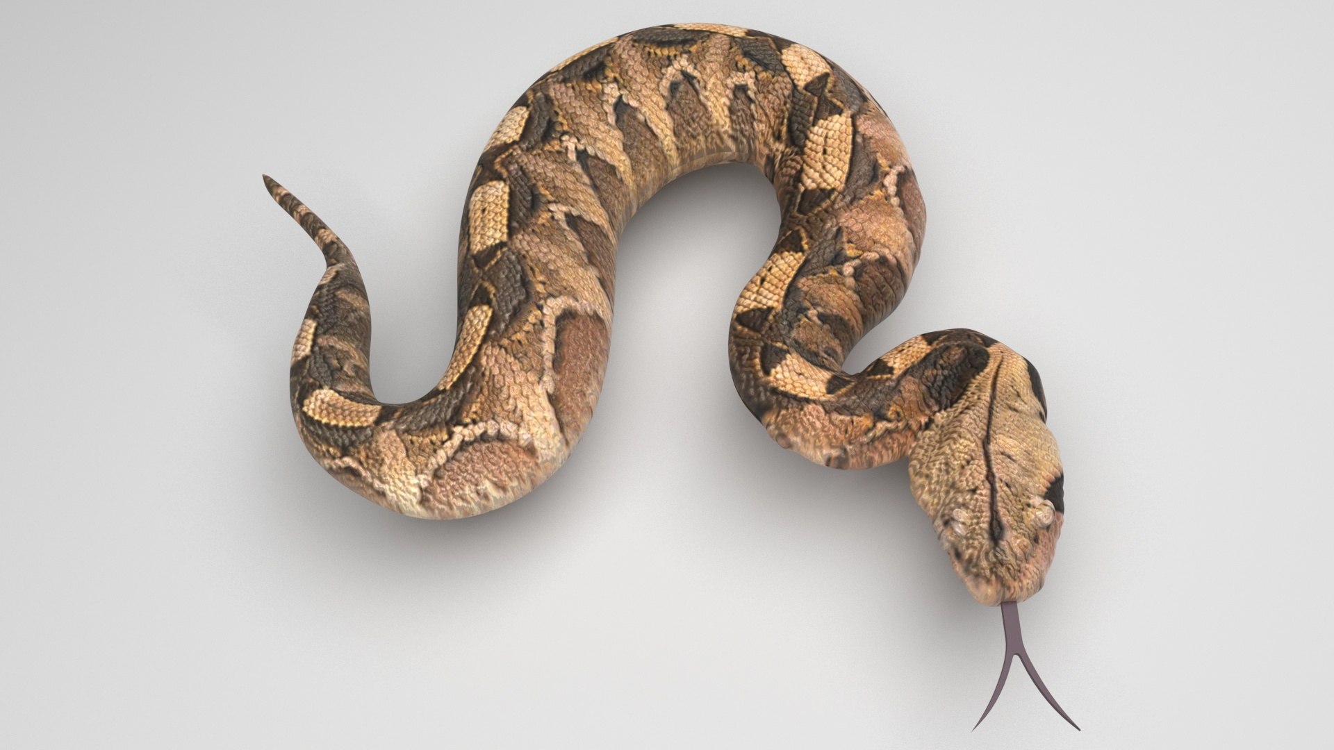 Viper Snake 3D Model - TurboSquid 2245598