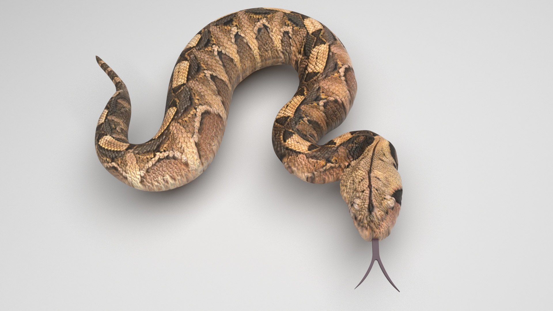 Viper Snake 3D Model - TurboSquid 2245598