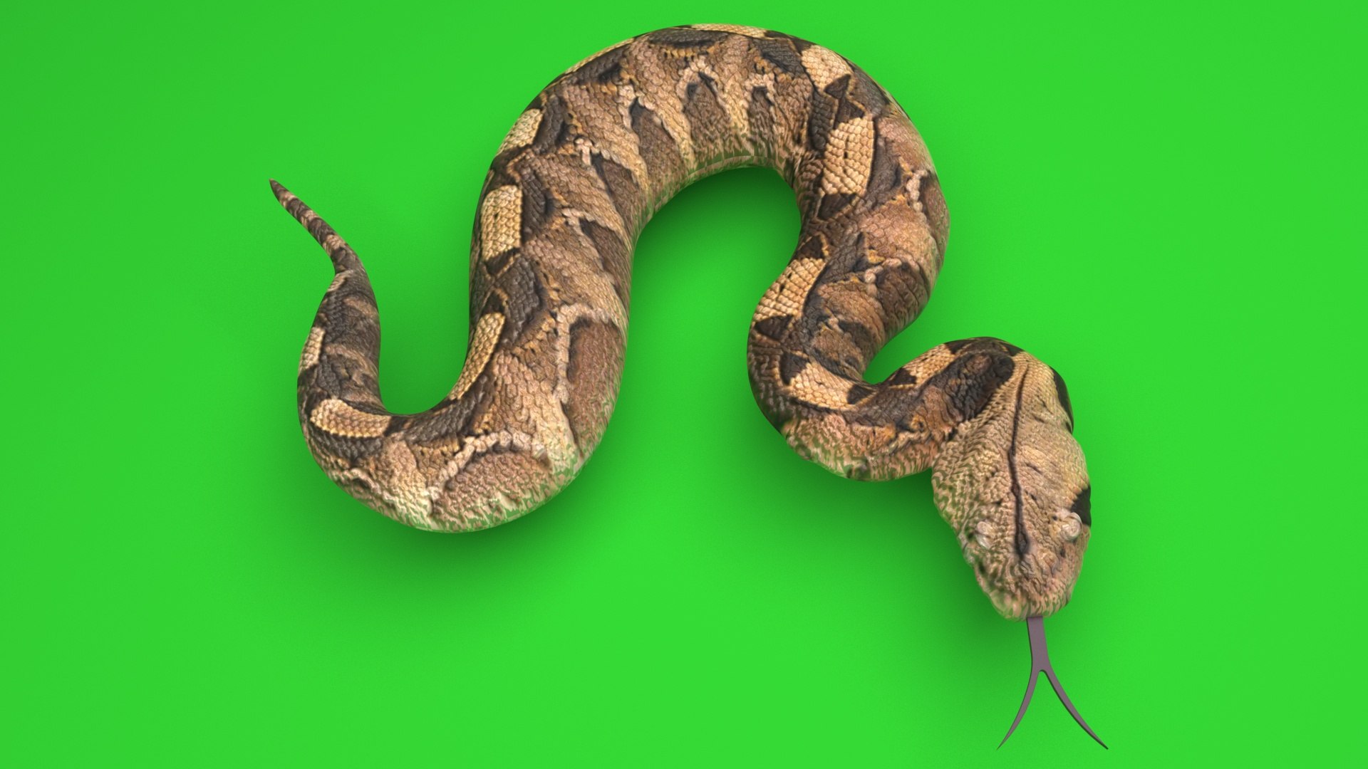 Viper Snake 3D Model - TurboSquid 2245598