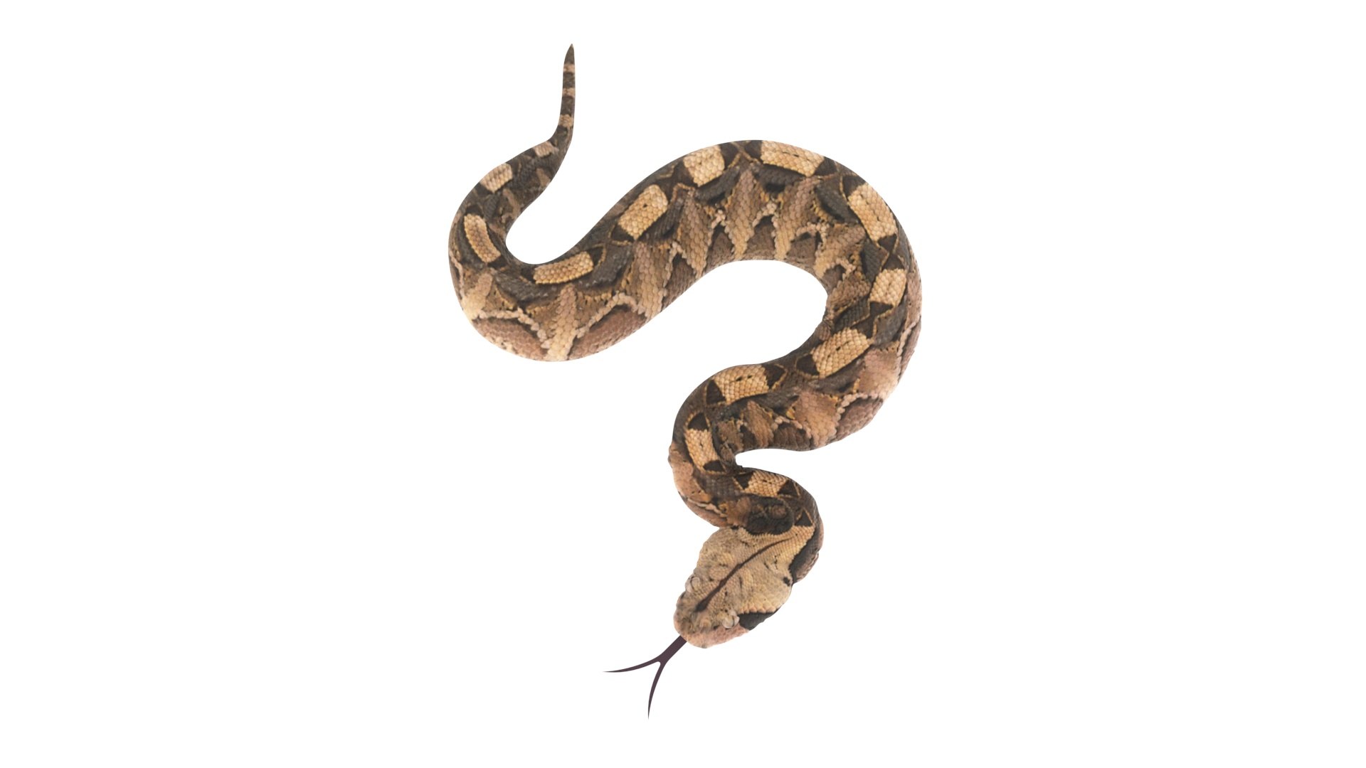 Viper Snake 3D Model - TurboSquid 2245598