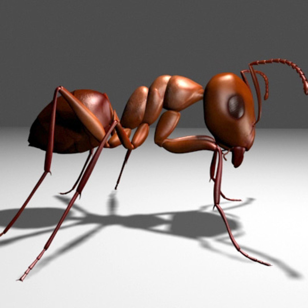Maya Ant