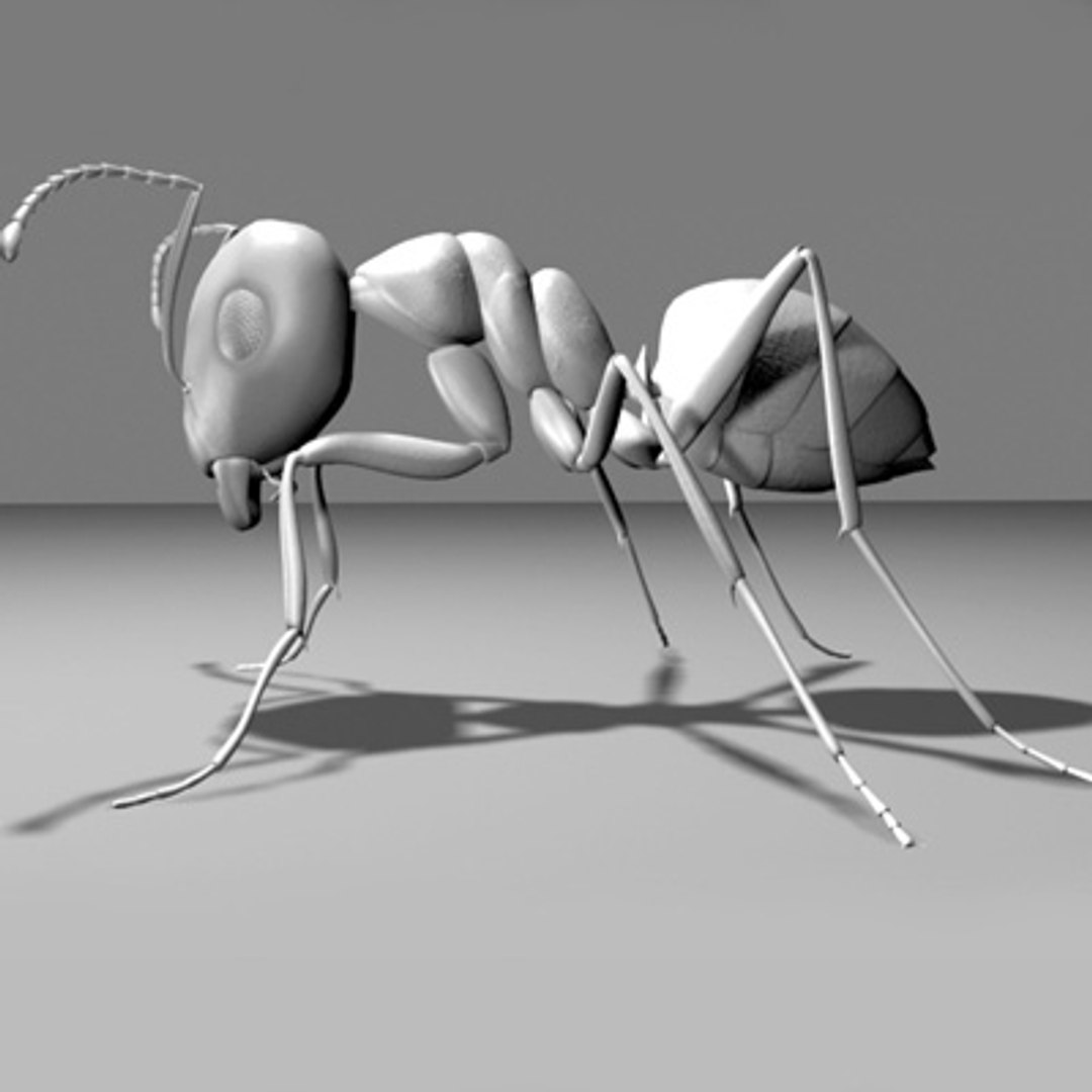 Maya Ant