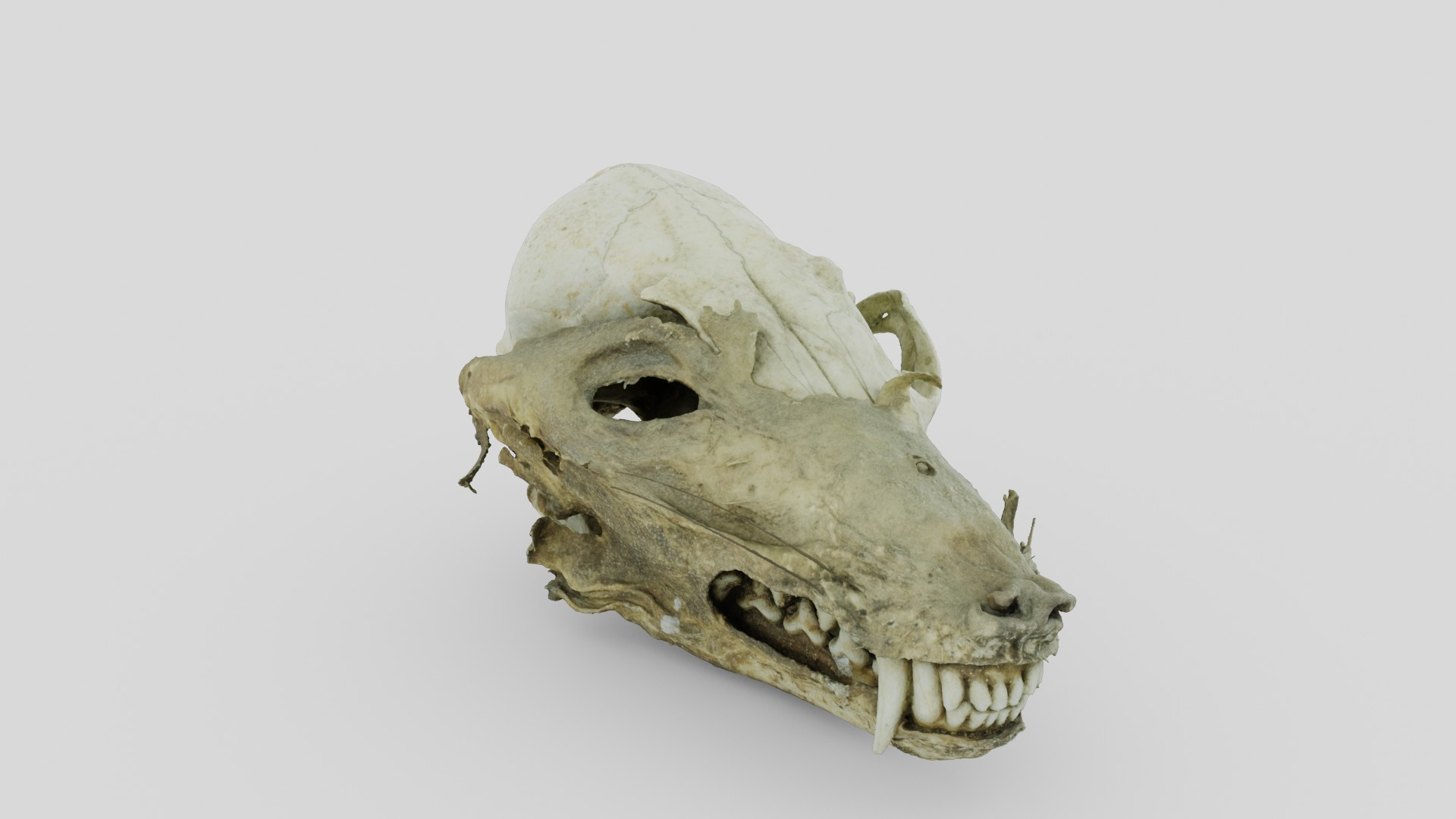 3D Real Canine Dog Skull 01 Scan - TurboSquid 2275505