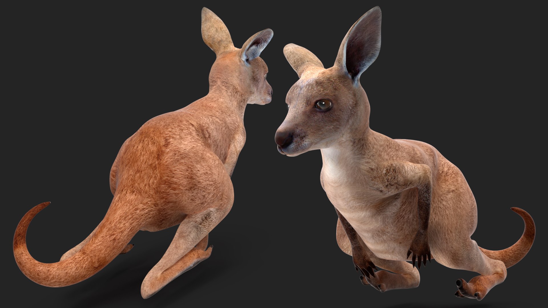 Mother Kangaroo With Baby Lying 3D - TurboSquid 2250728