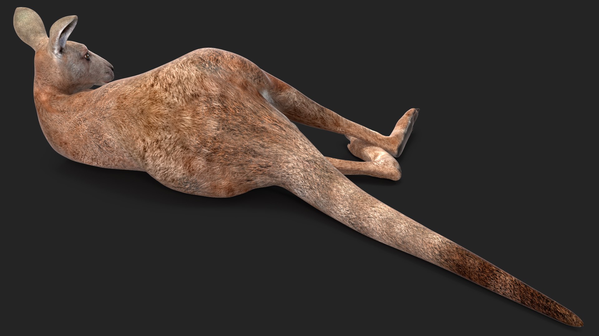 Mother Kangaroo With Baby Lying 3D - TurboSquid 2250728