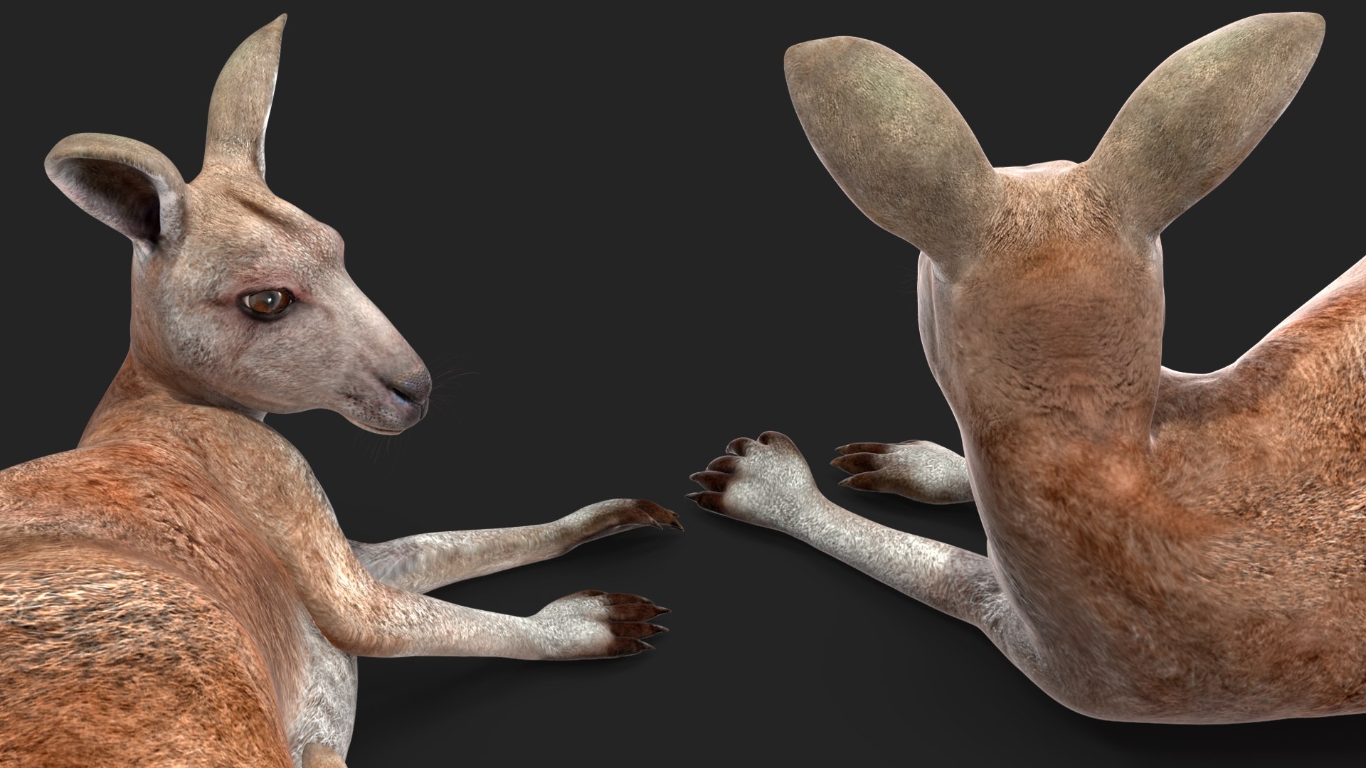 Mother Kangaroo With Baby Lying 3D - TurboSquid 2250728
