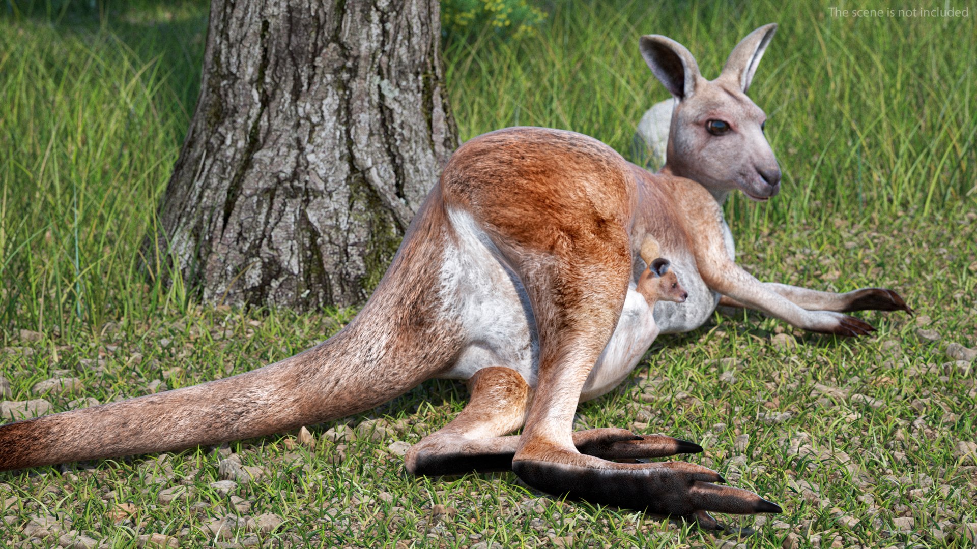 Mother Kangaroo With Baby Lying 3D - TurboSquid 2250728