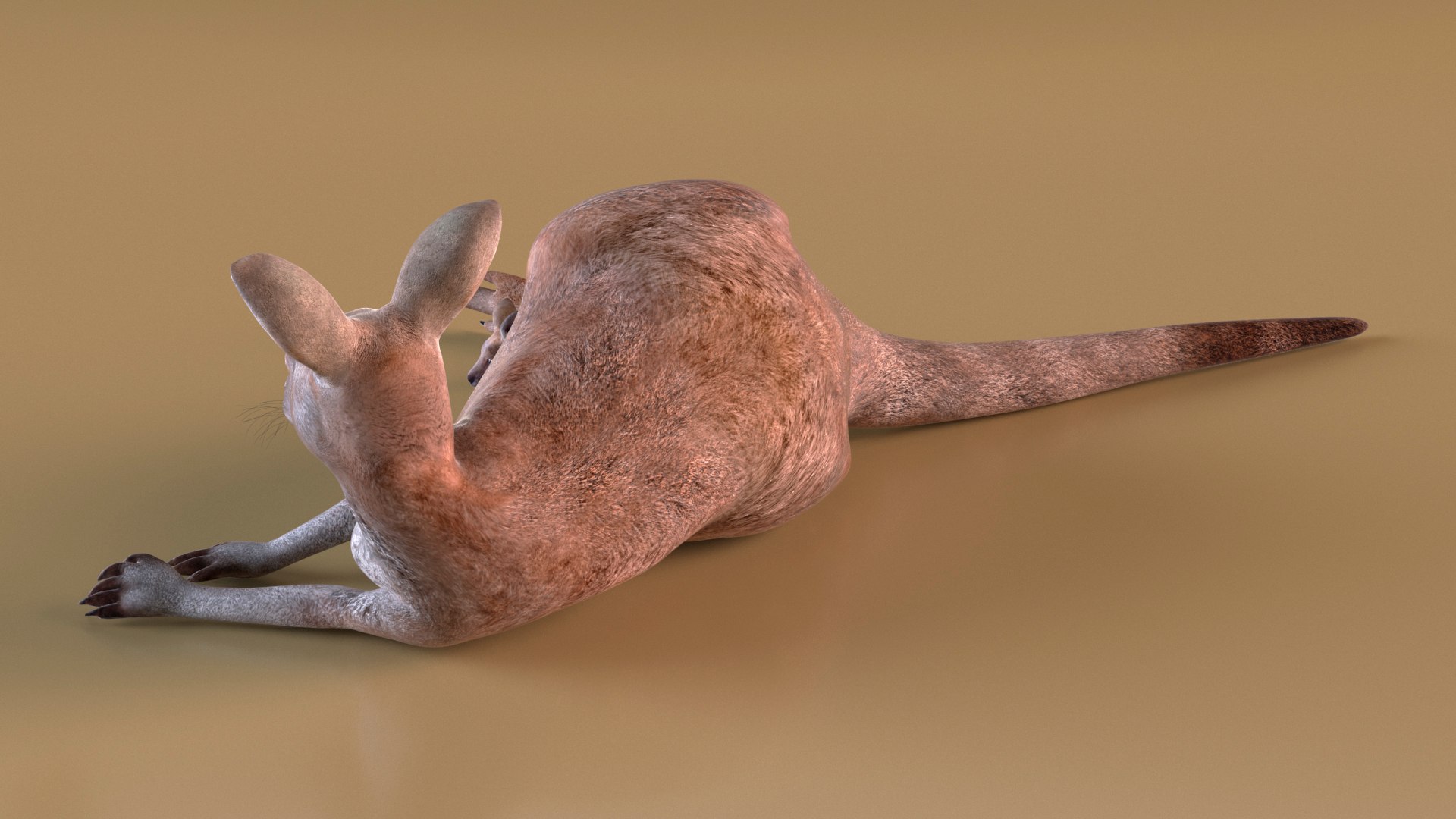 Mother Kangaroo With Baby Lying 3D - TurboSquid 2250728