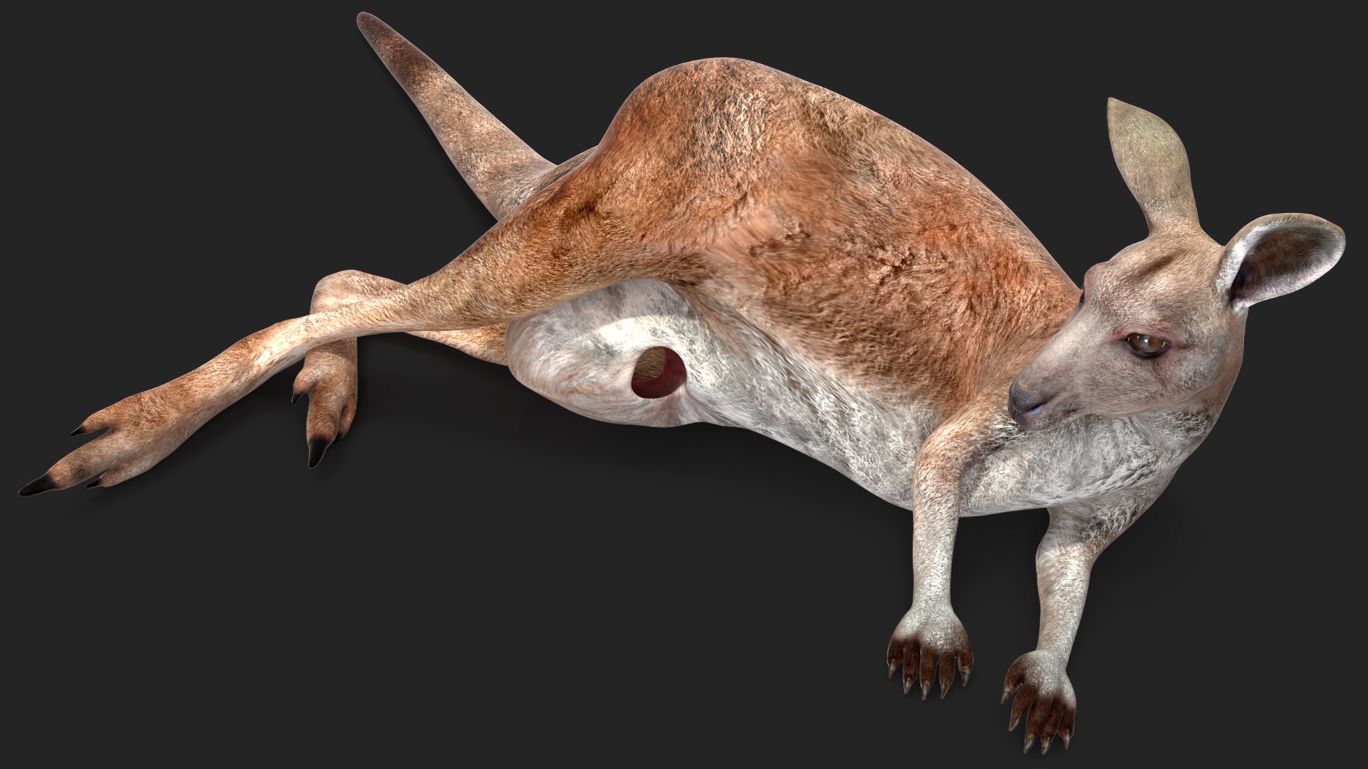Mother Kangaroo With Baby Lying 3D - TurboSquid 2250728