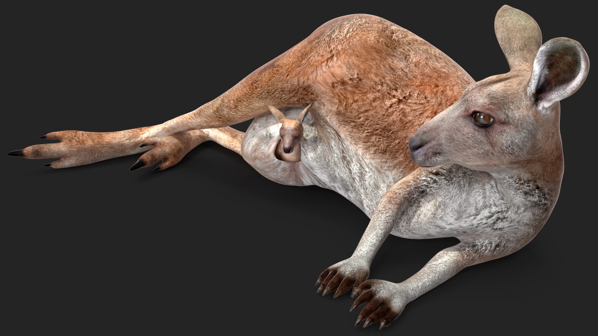 Mother Kangaroo With Baby Lying 3D - TurboSquid 2250728