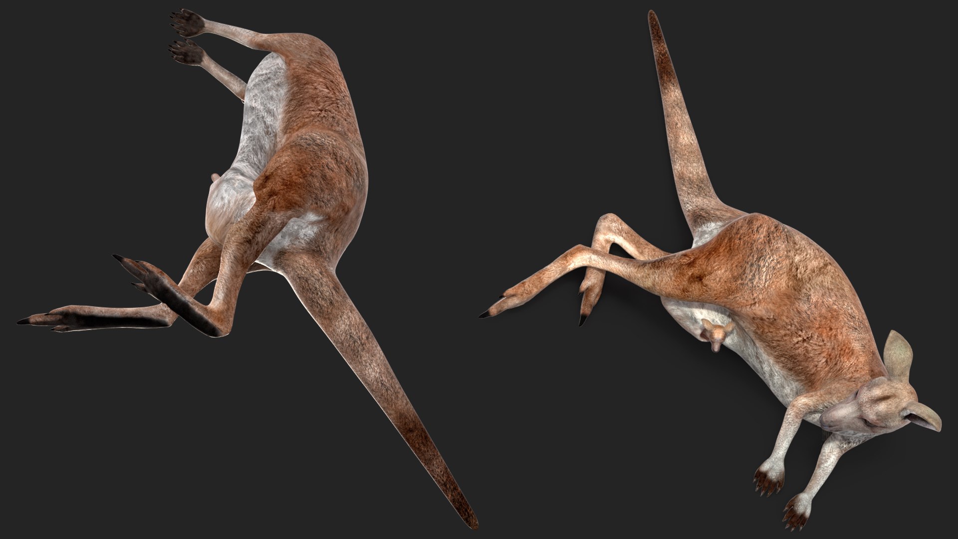 Mother Kangaroo With Baby Lying 3D - TurboSquid 2250728
