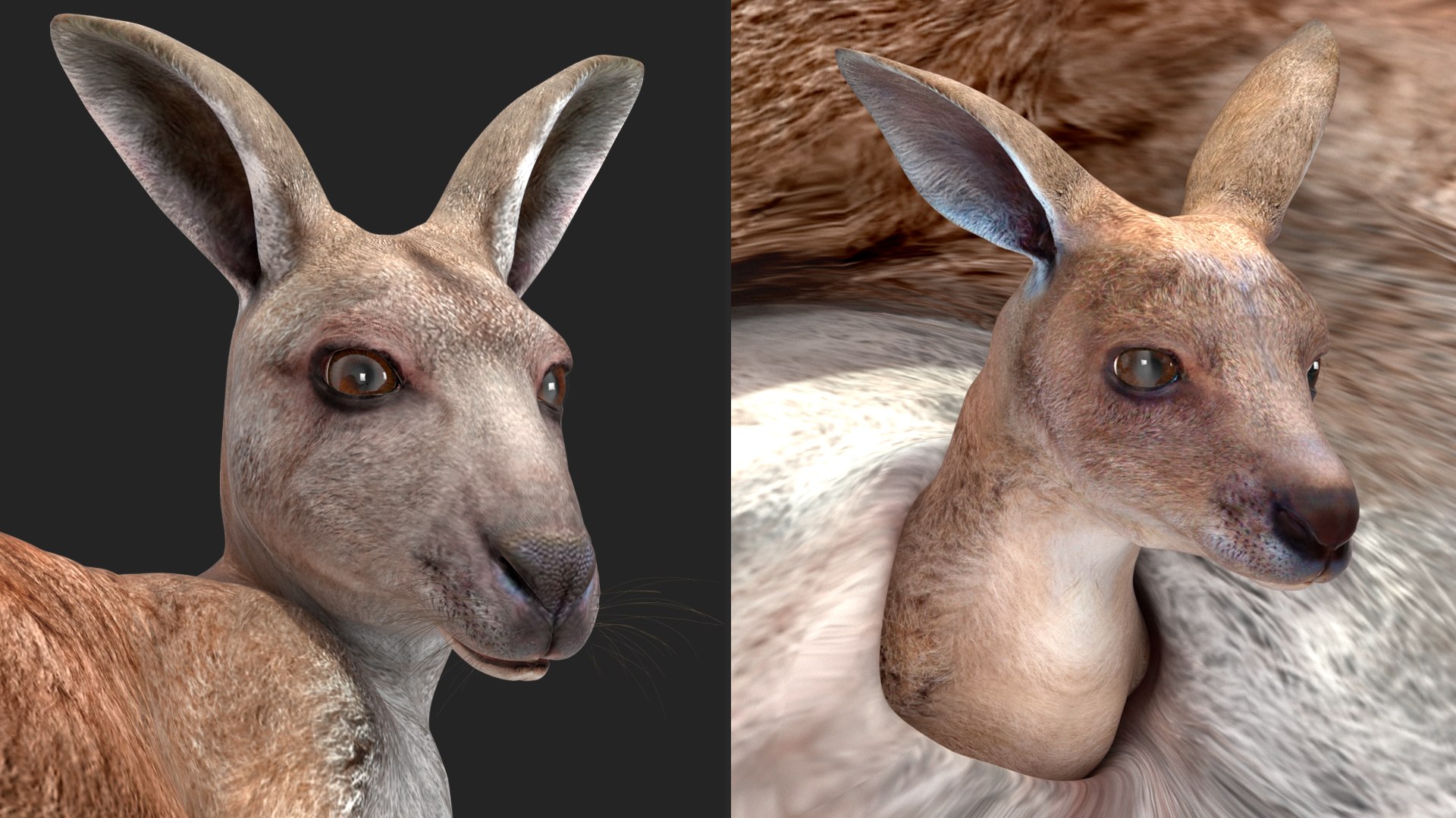Mother Kangaroo With Baby Lying 3D - TurboSquid 2250728