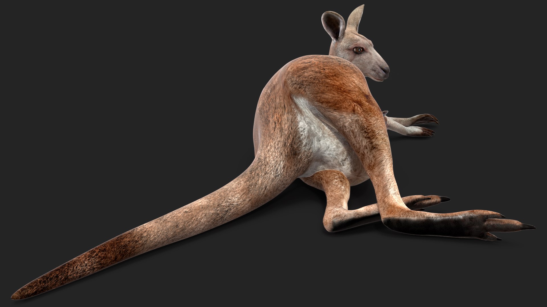 Mother Kangaroo With Baby Lying 3D - TurboSquid 2250728