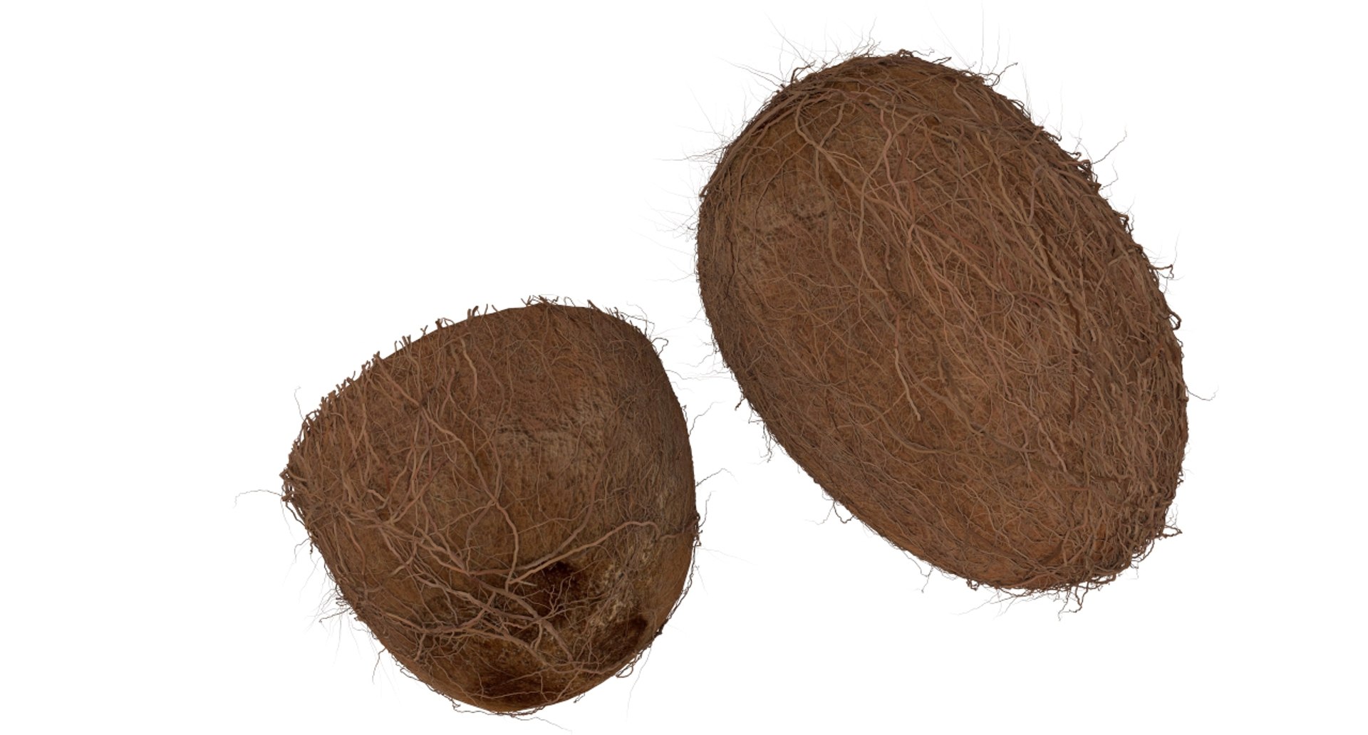 Coconut Nut Coco Model - TurboSquid 1532338