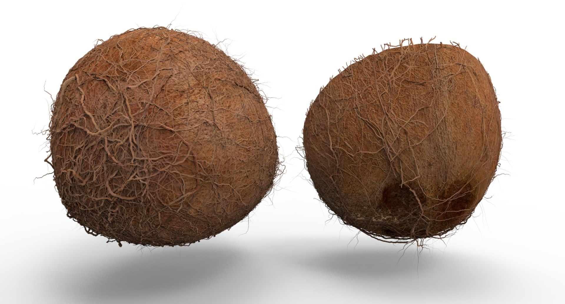 Coconut Nut Coco Model - TurboSquid 1532338