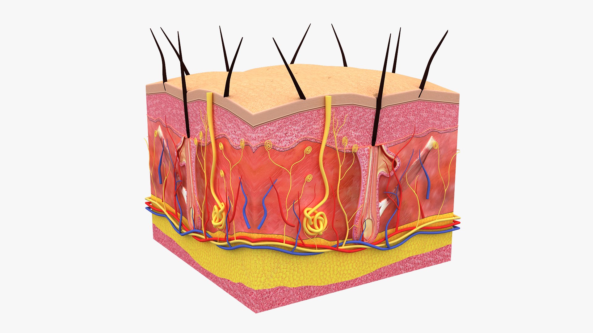 3D Hair And Skin Anatomy - TurboSquid 2374630