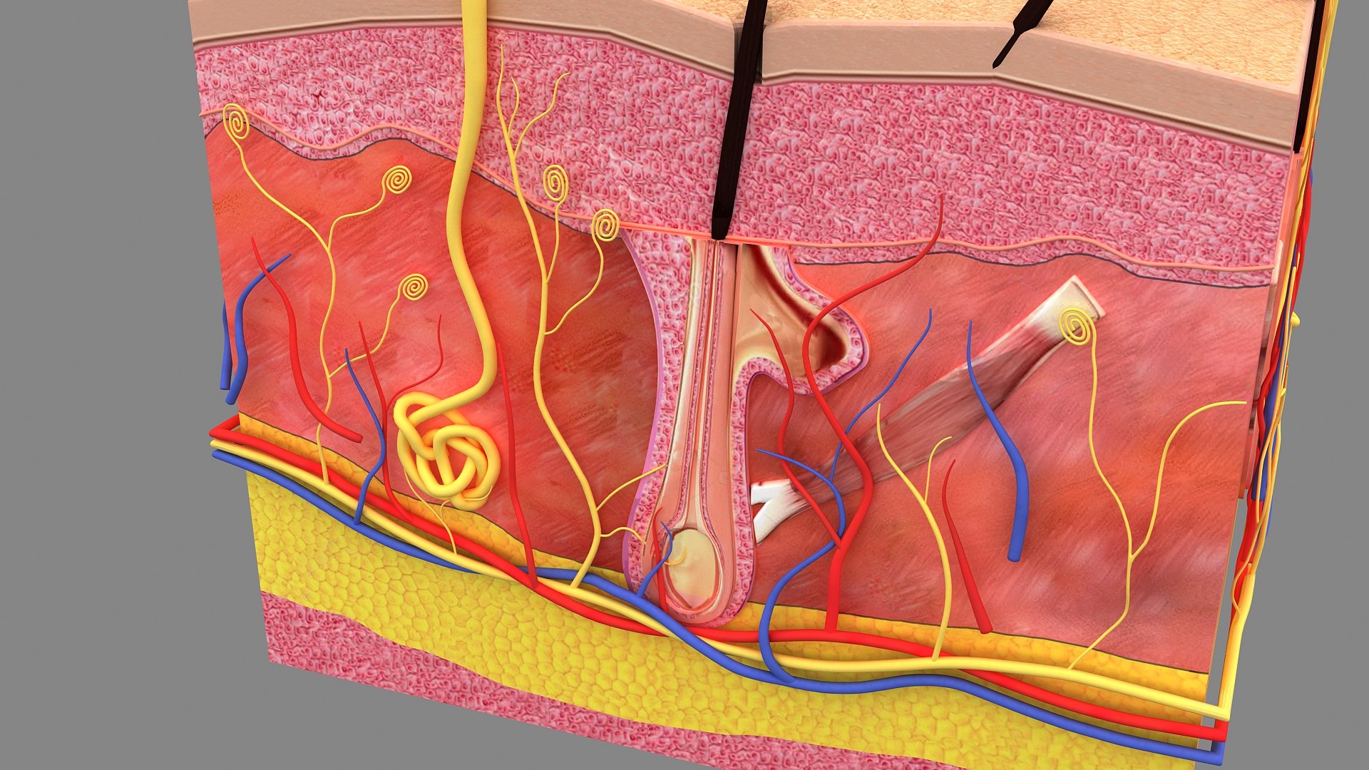 3D Hair And Skin Anatomy - TurboSquid 2374630