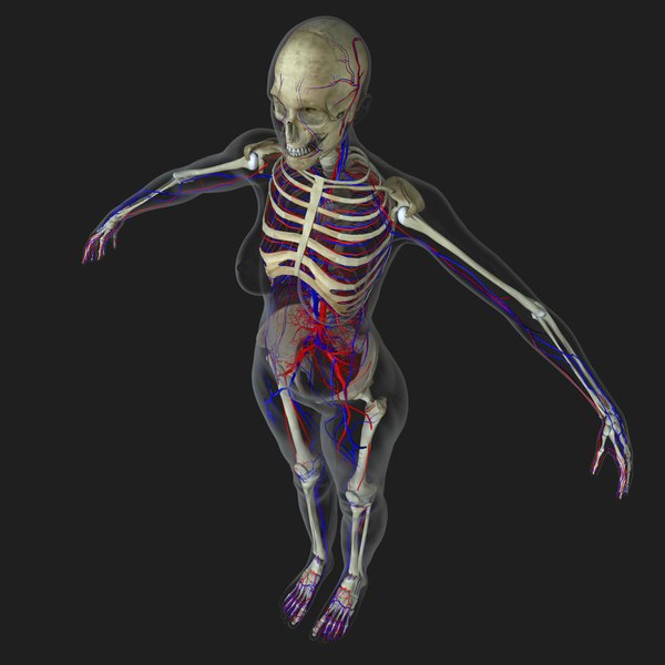 modelo 3d Anatomía completa del cuerpo femenino - TurboSquid 957155